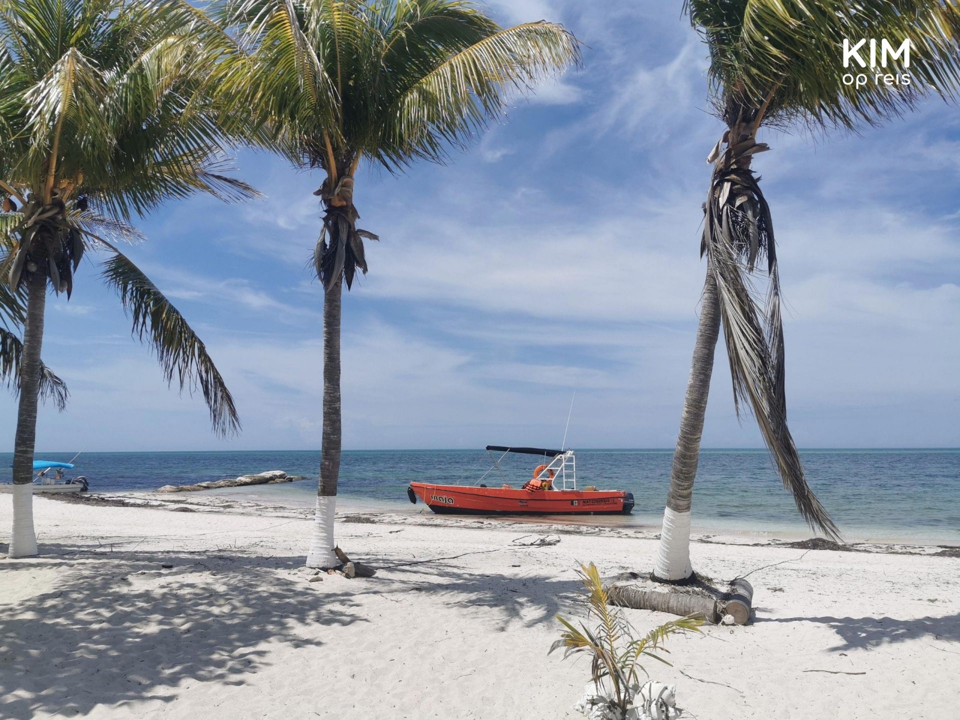 Swim with whale sharks at Isla Holbox | Trip Unlocked