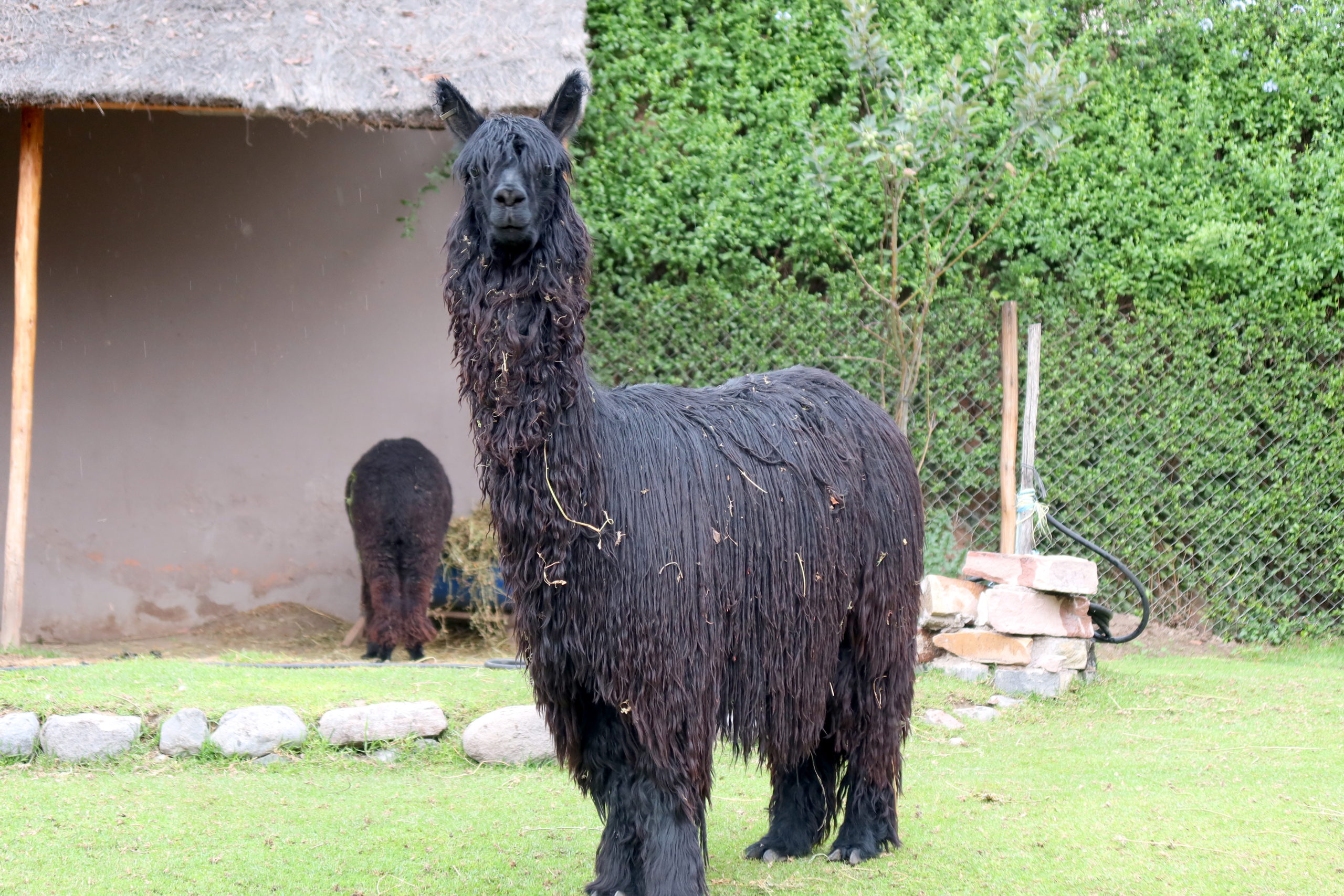 Arequipa tips: veel bezienswaardigheden! | Kim op reis