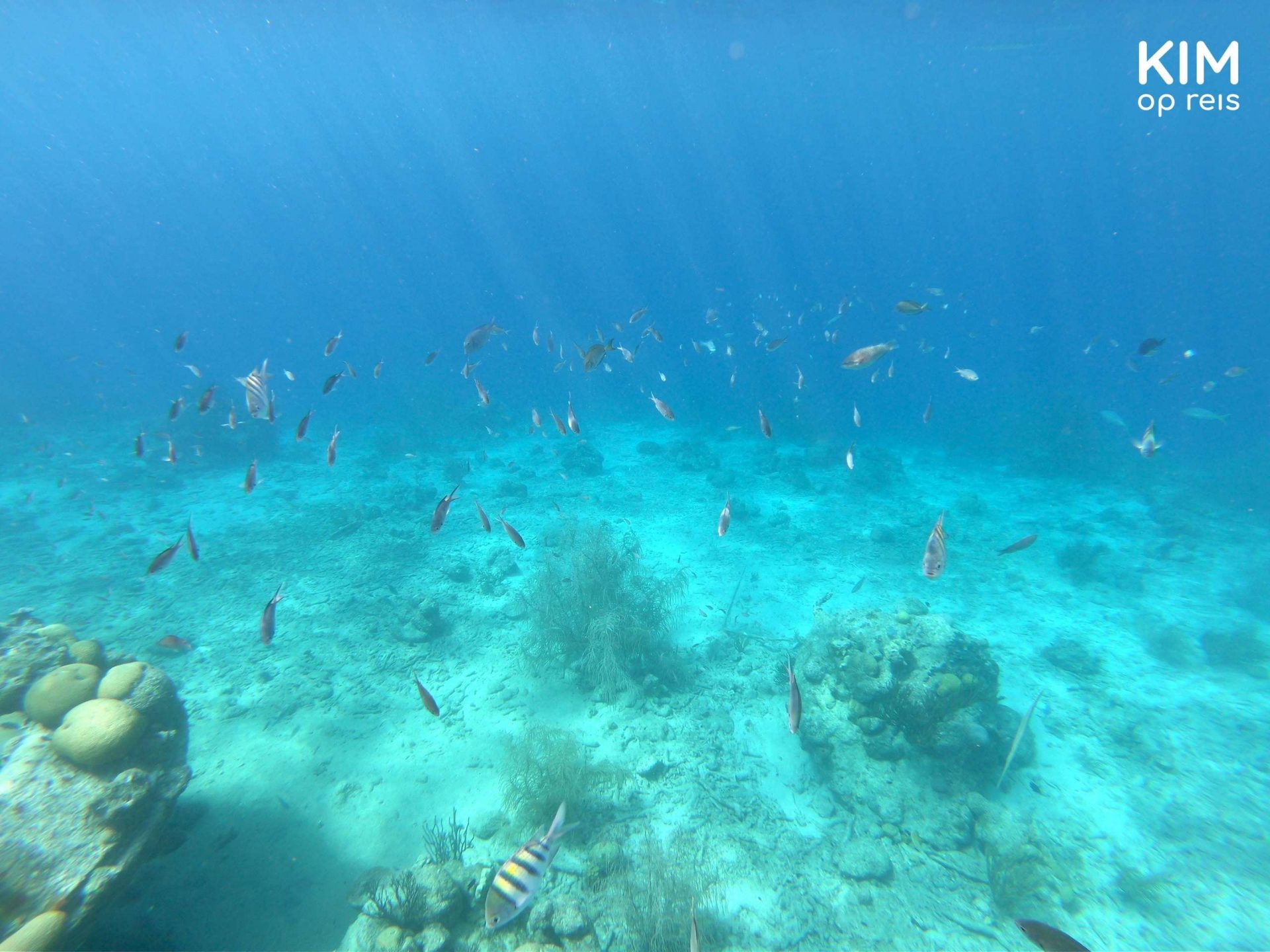 Curaçao's must-see snorkeling spot: the tugboat wreck | Trip Unlocked
