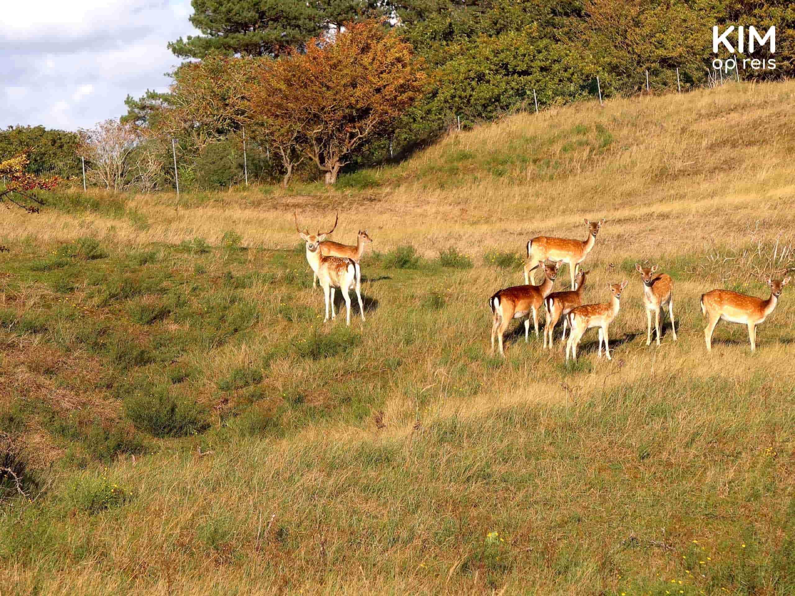 Wandelen tussen de herten en vossen in de Amsterdamse ...