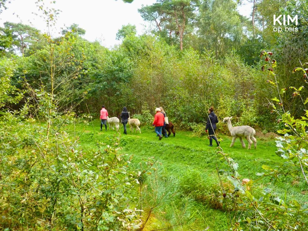Walking with alpacas in the Netherlands | Trip Unlocked